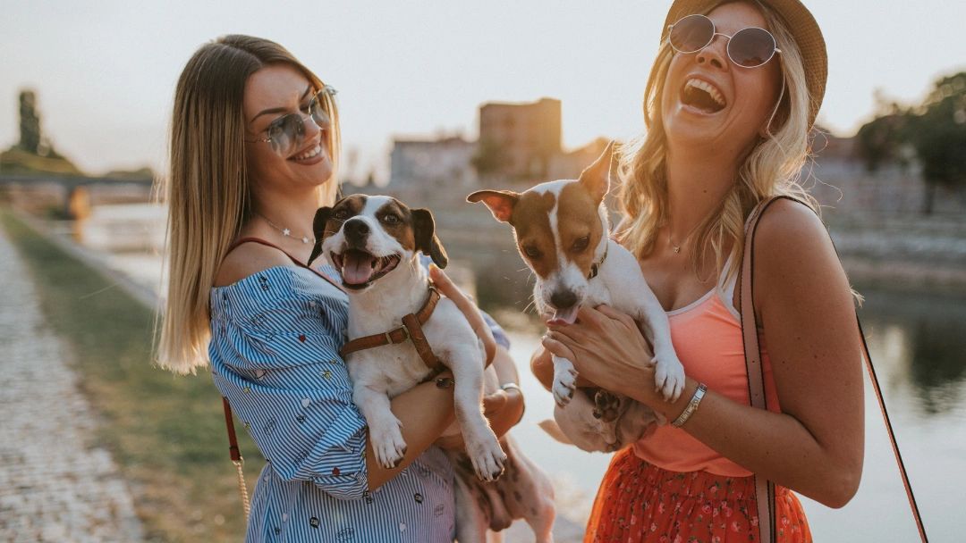 clever-canines-dog-training-dog-training-classes